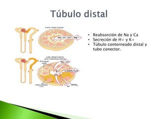 Fisiología renal | PPTX