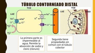 FISIOLOGÍA RENAL.pptx