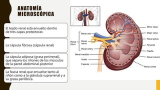 FISIOLOGÍA RENAL.pptx