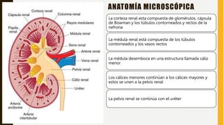 FISIOLOGÍA RENAL.pptx