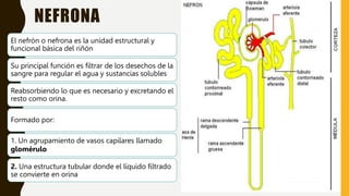 FISIOLOGÍA RENAL.pptx