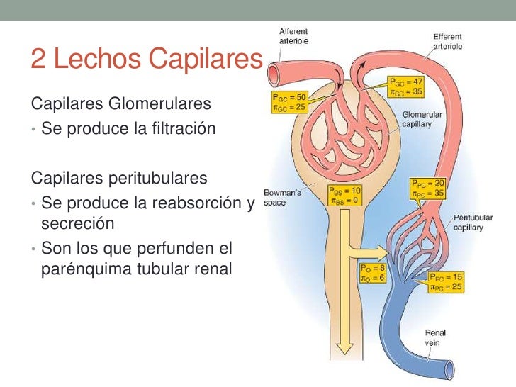 Fisiología renal prope