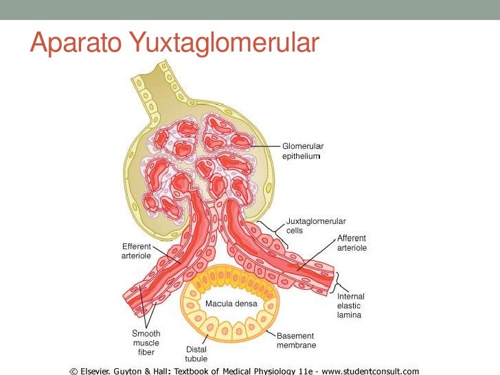 Fisiología renal prope
