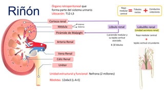 Fisiología Renal UNMSM.pptxggggggggggggggggggggggg | PPTX