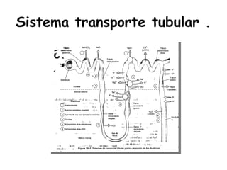 FisiologíA Renal Y Anestesia | PPT