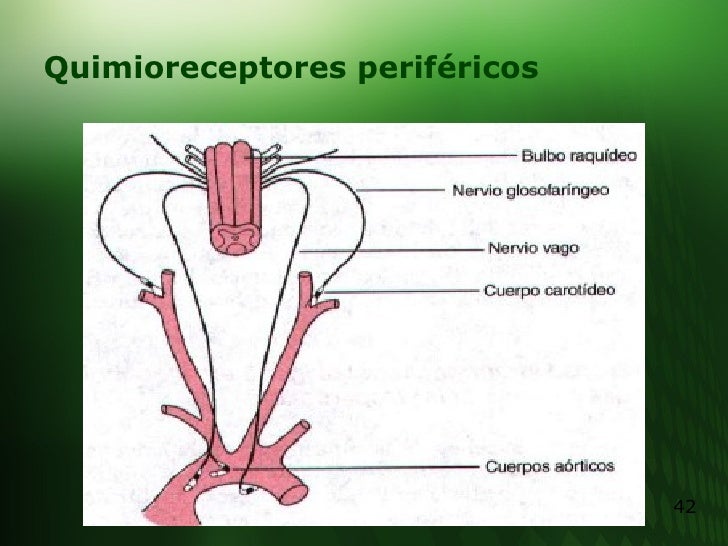 FisiologíA Respiratoria Jgrc