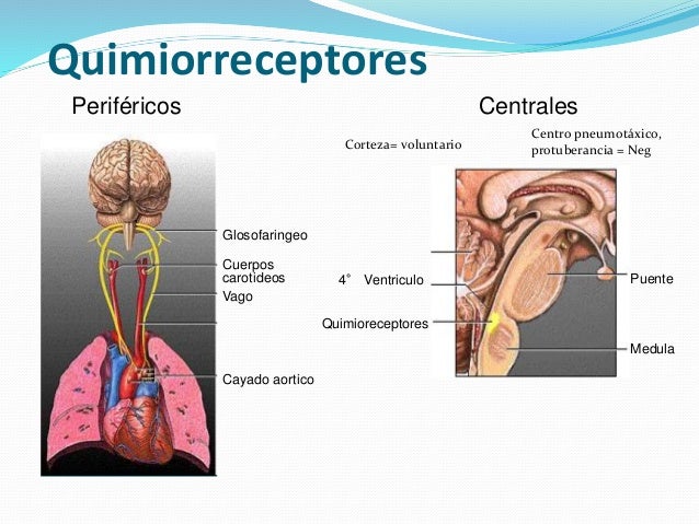 Fisiología respiratoria 4