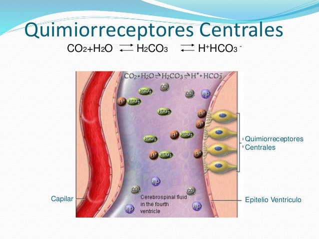 Fisiología respiratoria 4