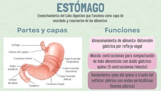 Fisiología sistema digestivo y relevancia | PDF