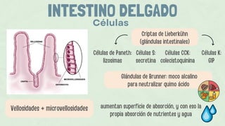 Fisiología sistema digestivo y relevancia | PDF