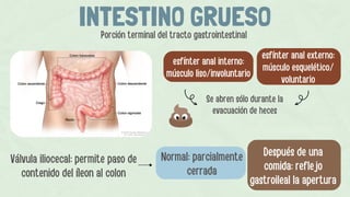 Fisiología sistema digestivo y relevancia | PDF