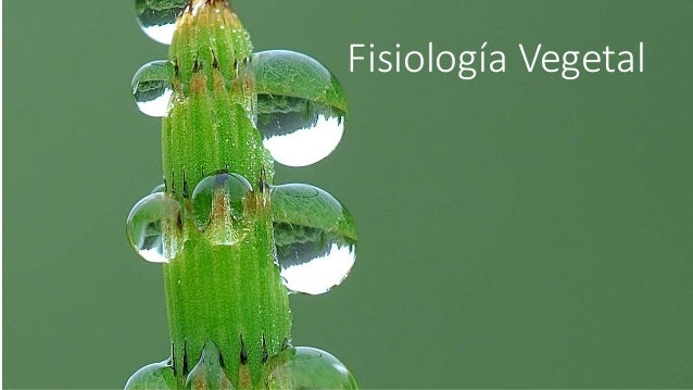 Fisiologia Vegetal