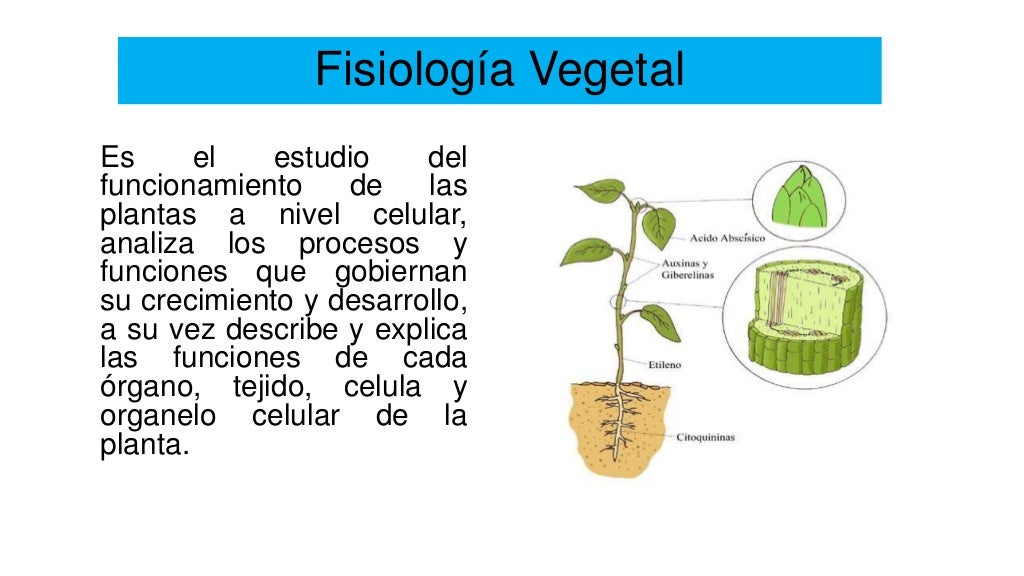 Fisiología vegetal (1) expo