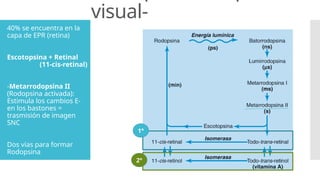 Fisiología sobre vista para estudiantes .pptx
