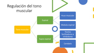 Fisiología y anomalías del tono muscular.pptx