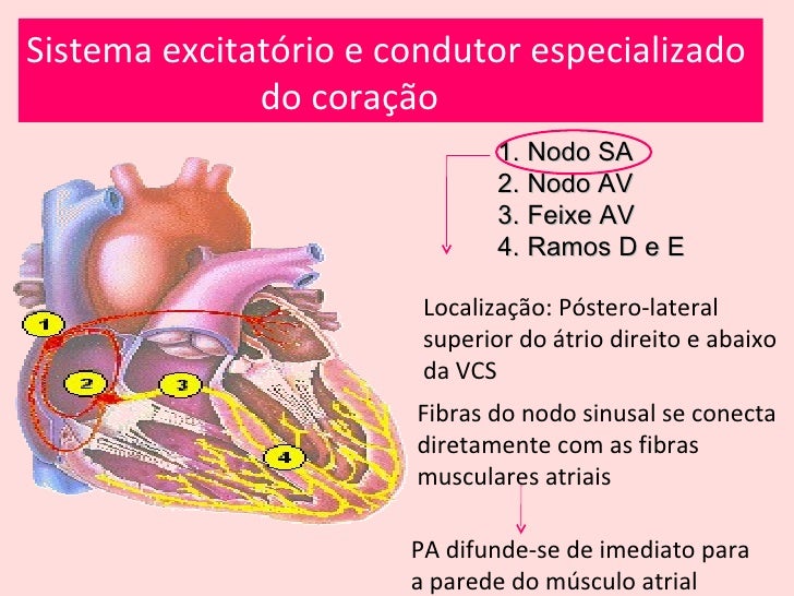 Blog do Firme Utilidades e conhecimento Nodo Sinusal Sinoatrial ou ...
