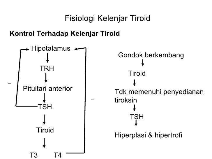 Fisiologi Kelenjar Tiroid