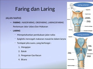 fisiologi mengenani respirasi manusia dan anatomynya.ppt