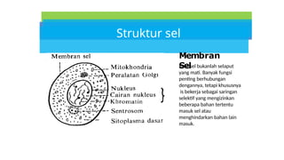 Fisiologi-Sel-Manusia untuk kesehatan semua | PPT