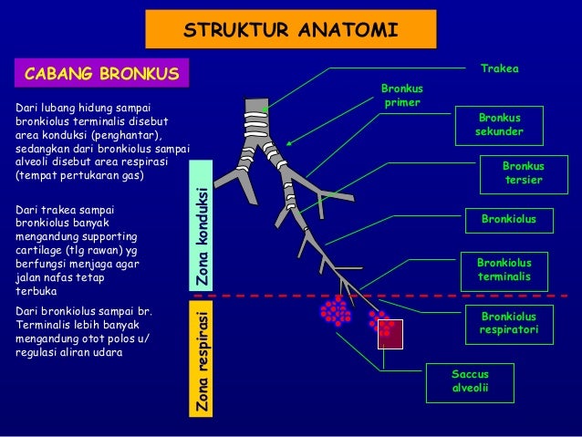 Fisiologi Sistim Respirasi