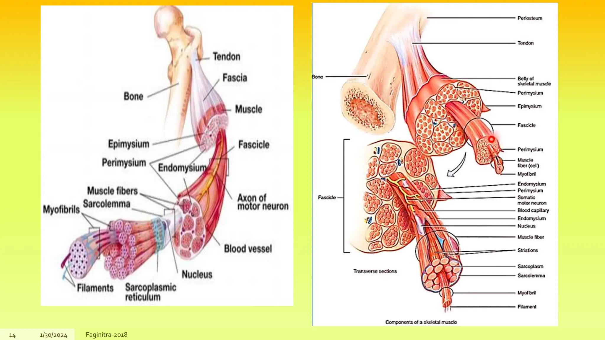 FISIOLOGI 6 - Sistem Muscular (otot).pptx