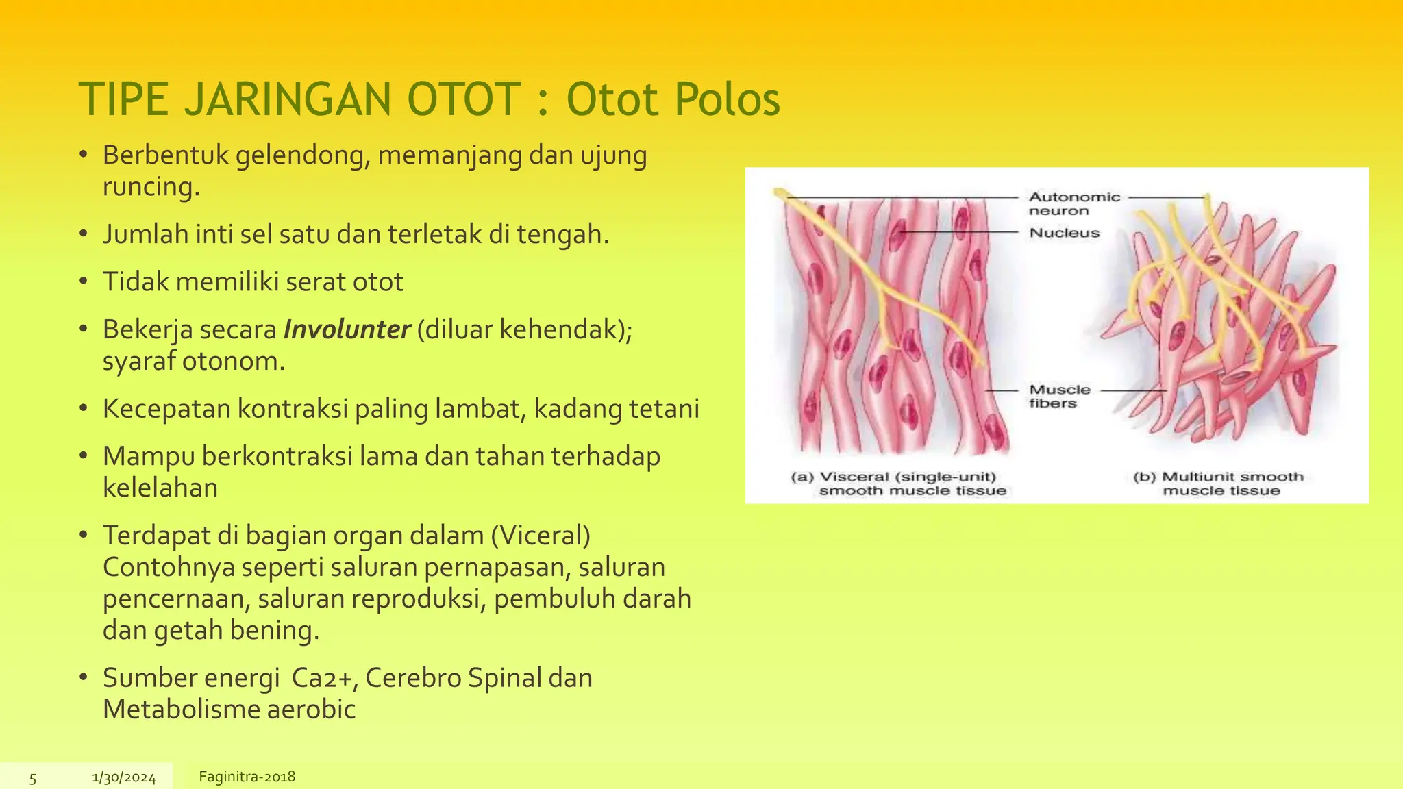 FISIOLOGI 6 - Sistem Muscular (otot).pptx