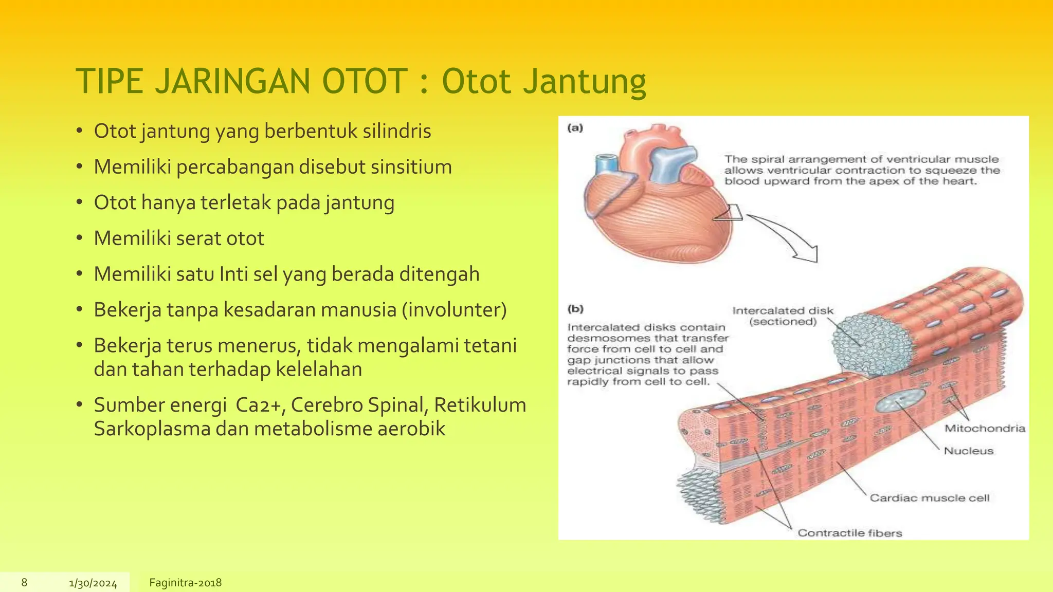FISIOLOGI 6 - Sistem Muscular (otot).pptx