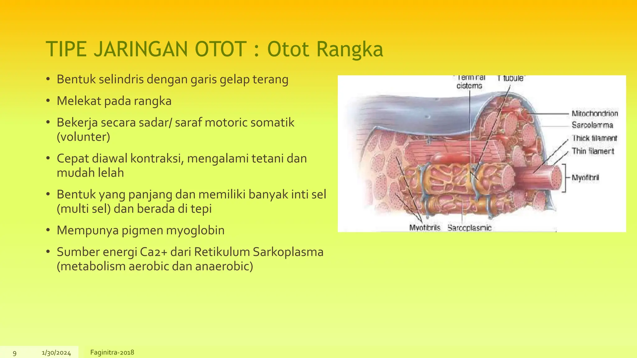 FISIOLOGI 6 - Sistem Muscular (otot).pptx
