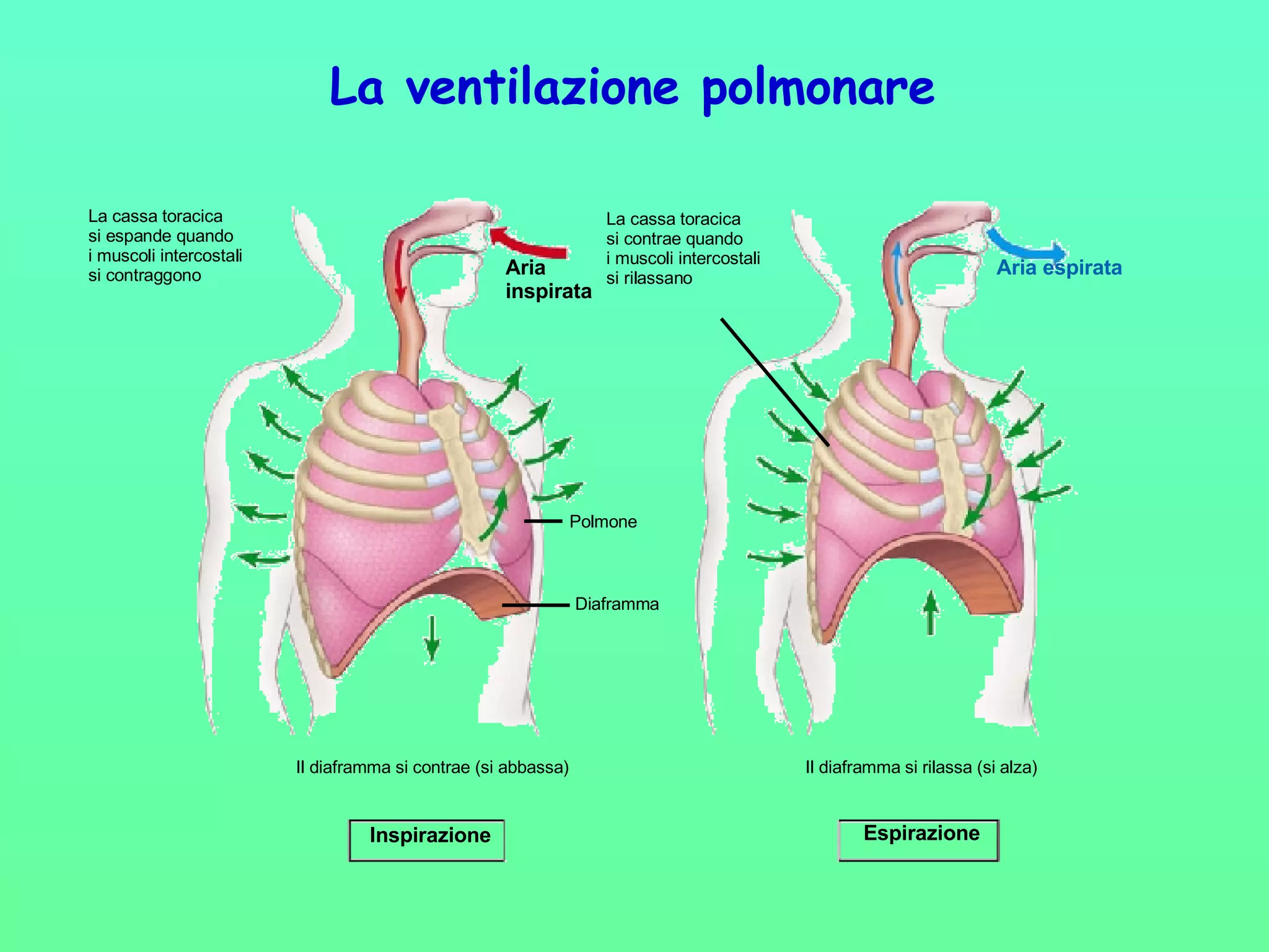 Fisiologia | PPT