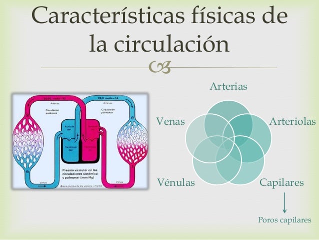 Visión general de la circulación; biofísica de la presión, el flujo y ...