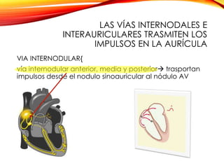 Autoexcitación de las fibras del nódulo sinusal Fisiologia | PPTX