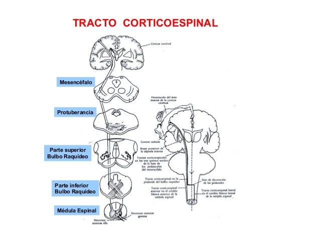 Fisiologia Sistema Motor