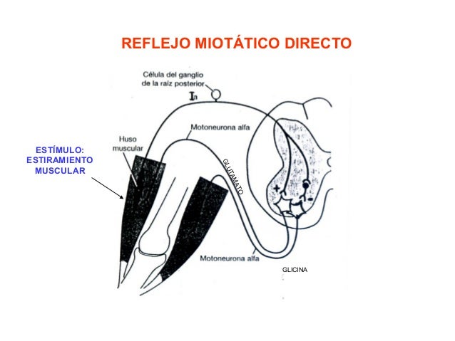 Fisiologia Sistema Motor