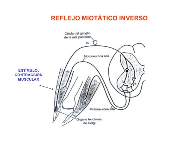 Fisiologia Sistema Motor