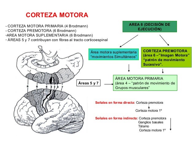 Fisiologia Sistema Motor