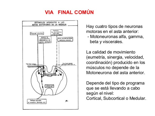 Fisiologia Sistema Motor