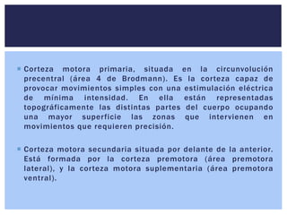 Fisiologia corteza motora | PPTX