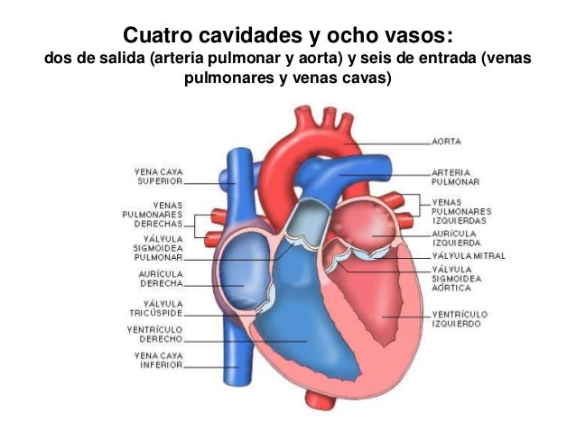 Fisiologia anatomia corazon