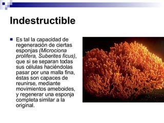 Fisiologia Animal: Reproduccion I | PPT