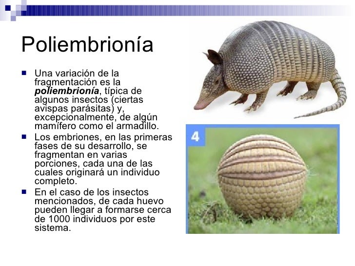 Fisiologia Animal: Reproduccion I