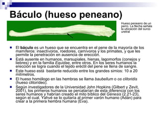 Fisiologia Animal: Reproduccion II | PPT