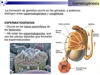 Fisiologia Animal: Reproduccion II | PPT