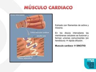 Fisiologia cardiaca | PPTX