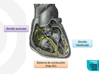 Fisiologia cardiaca | PPTX