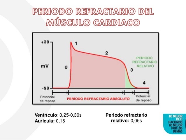 Fisiologia cardiaca
