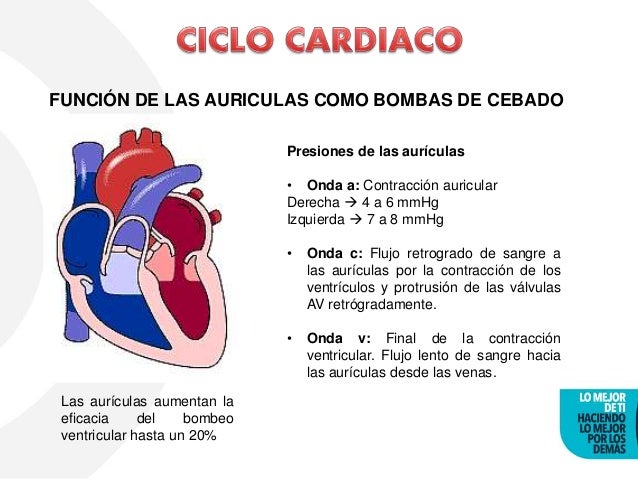 Fisiologia cardiaca