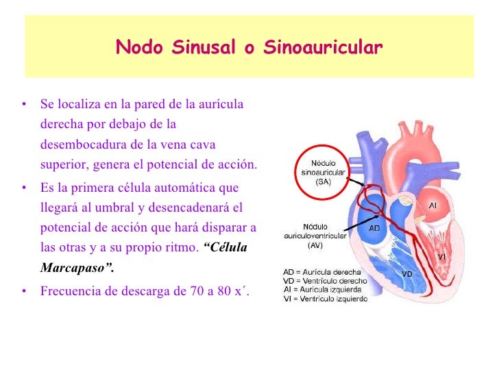 Fisiologia. cardíaco enfermería
