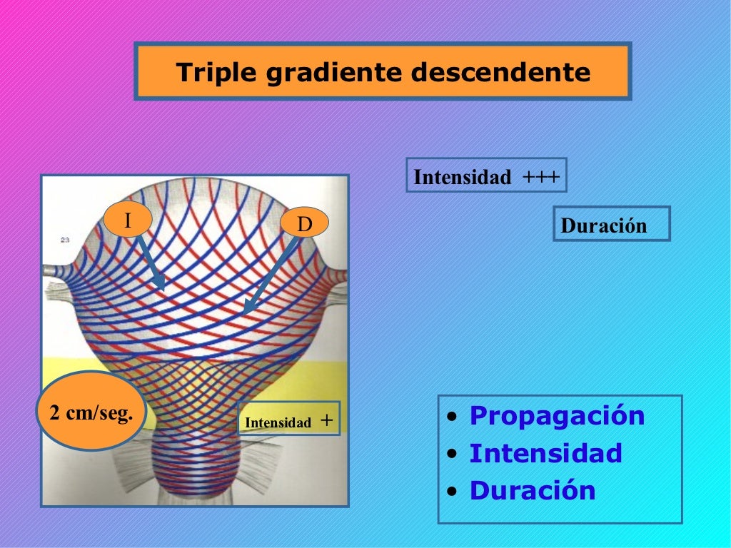 Fisiologia De La Contraccion Uterina