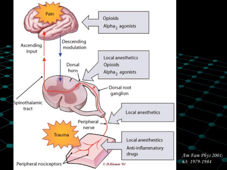 Mvetnotes Fisiologia Del Dolor Mvetnotes
