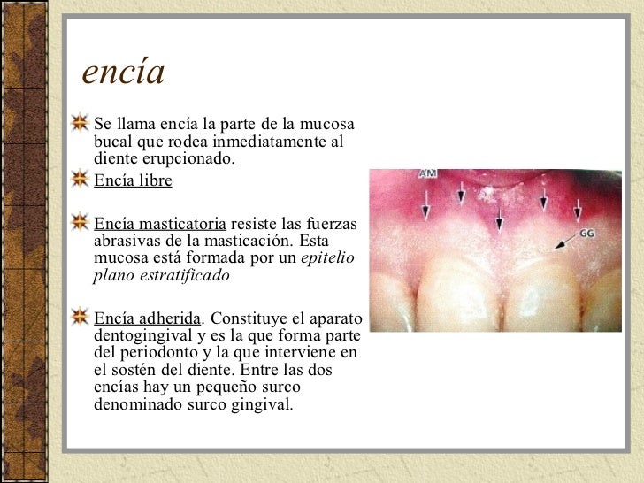 Fisiologia Del Periodonto